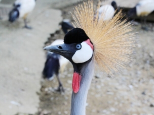 Amazing "Neo Park Okinawa” (located in Nago City) is a different kind ...